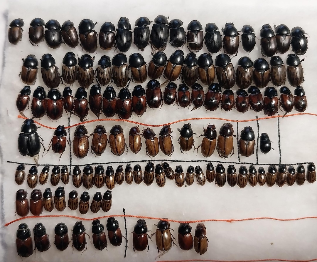 Scarabaeidae Beetles, Aphodius Set 74 Pcs., Real Dry Unspread Unmounted ...