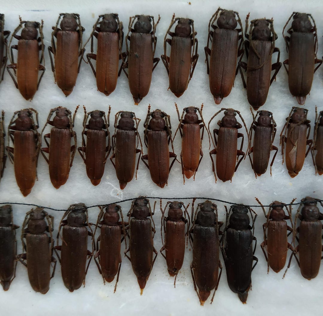 Arhopalus Rusticus, Cerambycidae Set of 28 Pcs., Real Dry Unspread ...