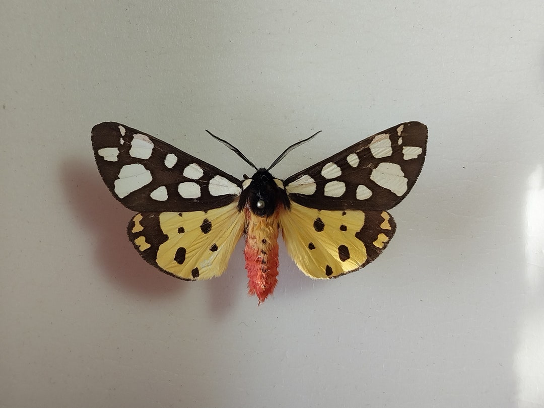Epicallia Villica, Tiger Moth, Real Dry Spread Mounted Moth, From ...