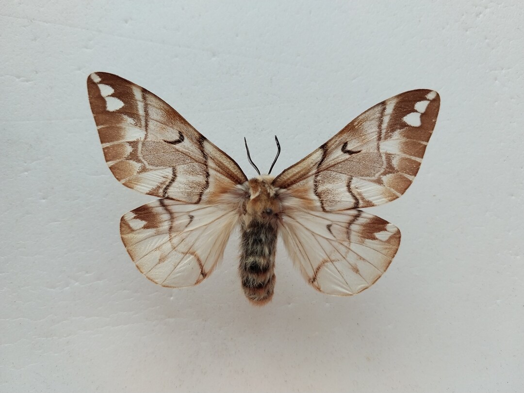 Endromis Versicolora Female Real Dry Spread Mounted Moth - Etsy