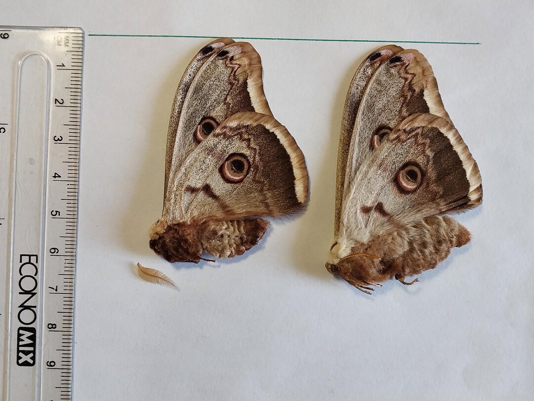 Saturnia Pyri Pair, Huge Peacock Moth, Dry Unspread Unmounted Moth ...