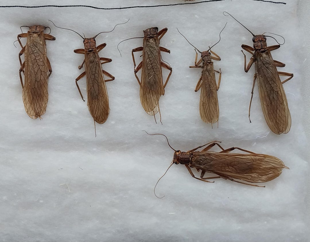 Plecoptera, Set of 6 Pcs., Dry Unspread Unmounted Plecoptera Insects ...