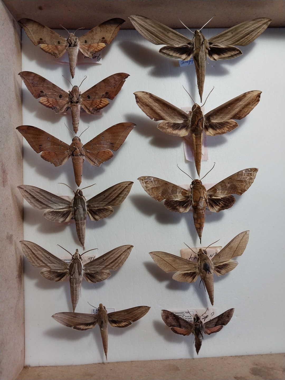 Sphingidae SET 11 Pcs, Dry Spread Mounted Hawk Moths, Dry Hawk Moths ...