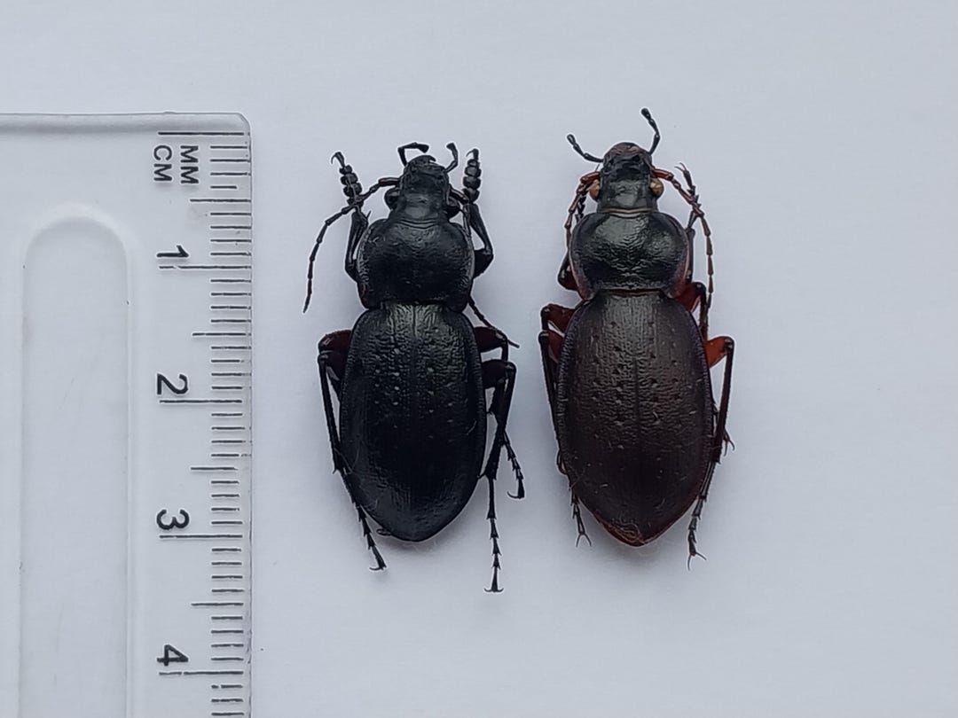 Carabus Trachycarabus Besseri Pair, Unspread Unmounted Beetles From ...