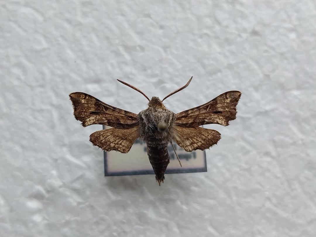 Sphingonaepiopsis Gorgoniades, Dry Spread Mounted Hawk Moth From ...