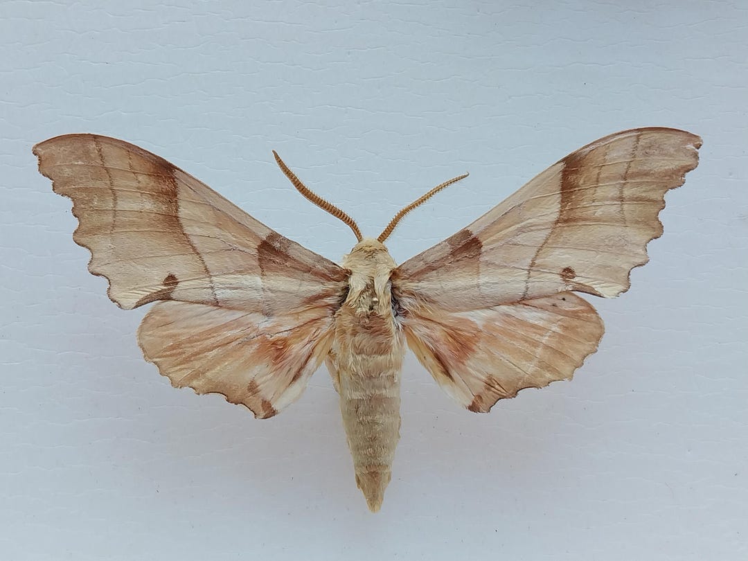 Marumba Quercus Male 95 Mm, Dry Spread Mounted Marumba Quercus ...