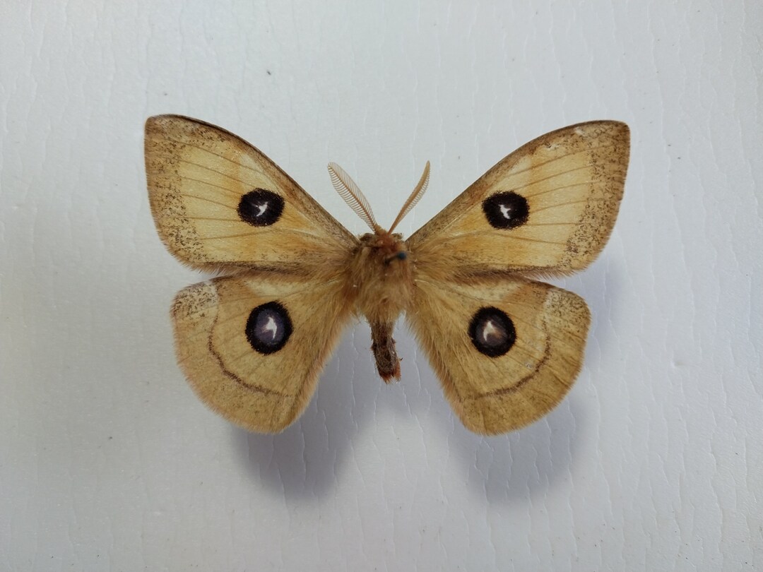 Aglia Tau, Emperor Moth, Male 58 Mm, Dry Spread Mounted Moth ...