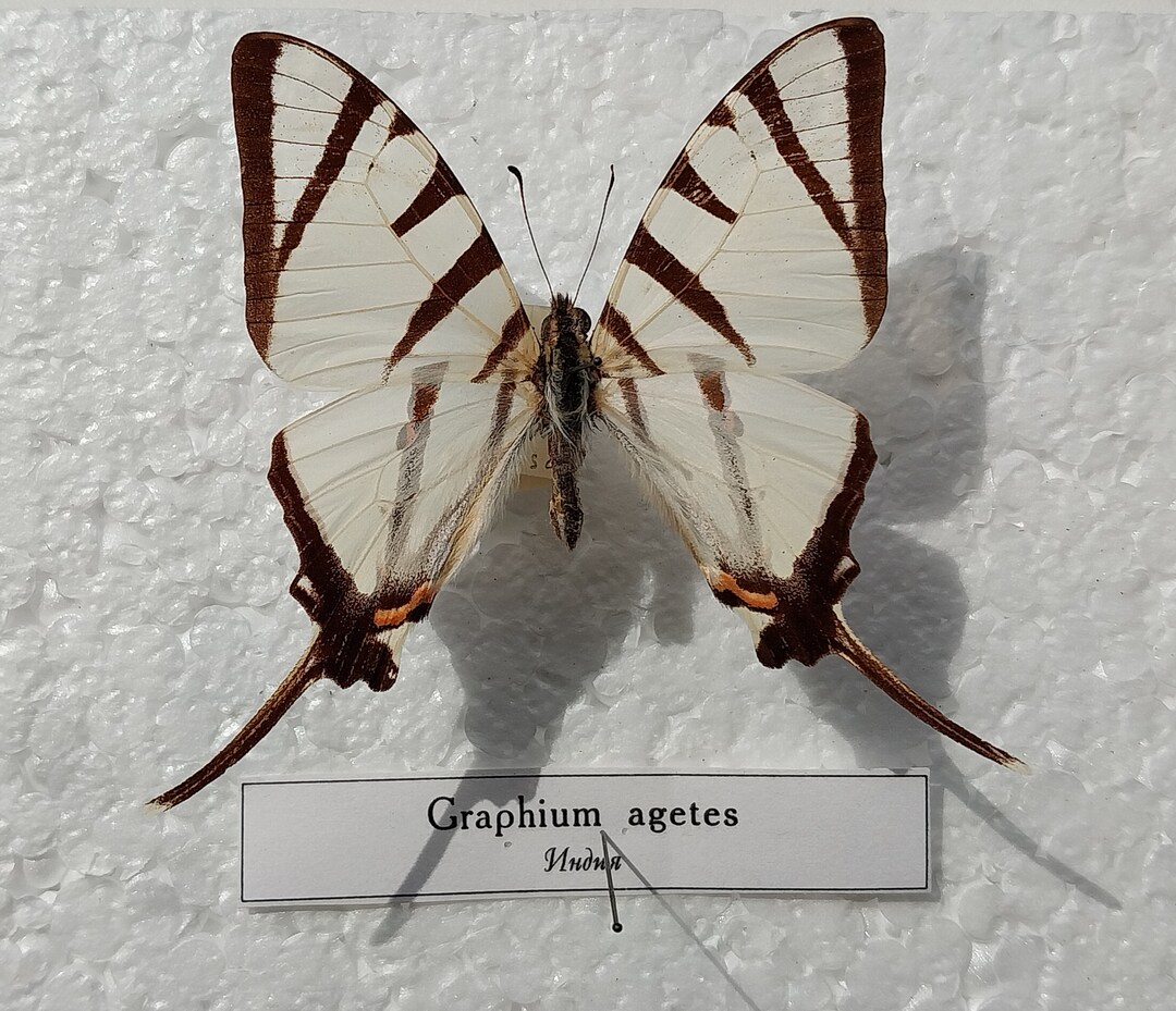 Graphium Agetes, Real Dry Spread Mounted Butterfly Swallowtail ...