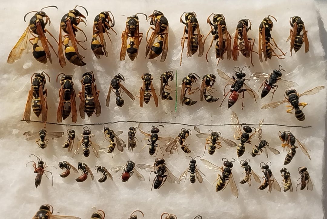 Hymenoptera Set of 44 Pcs, Real Dry Unspread Unmounted Wild Wasps, for ...