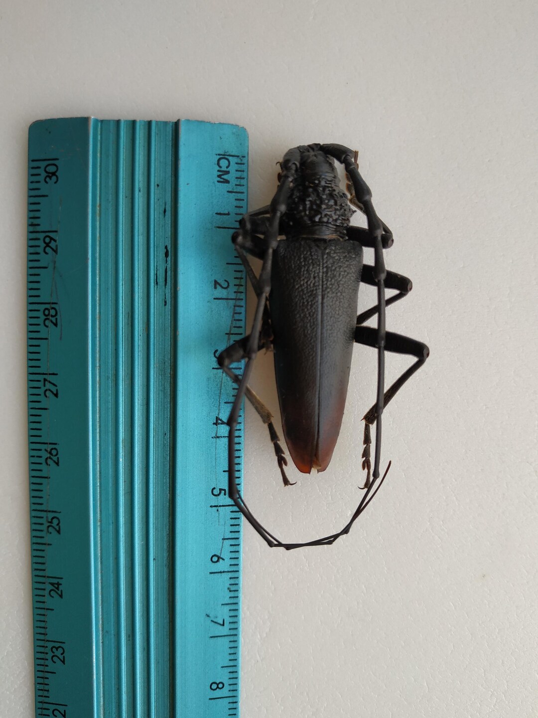Cerambyx Cerdo Cerdo, Real Rare Dry Unspread Unmounted Beetle From ...