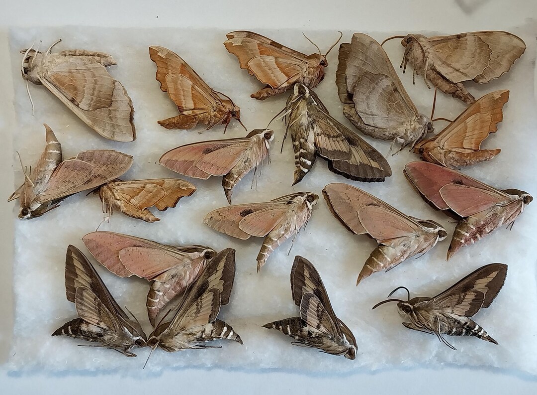 Sphingidae SET 18 Pcs, Dry Unspread Unmounted Hawk Moths, Dry Hawk ...