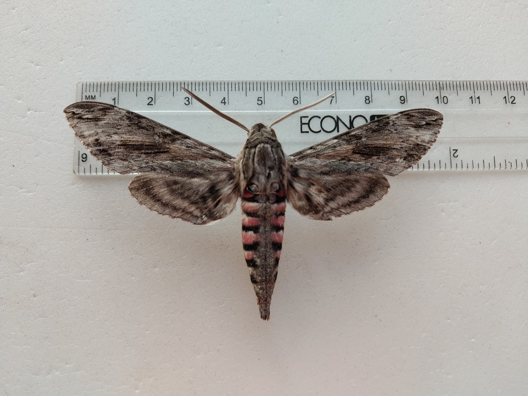 Agrius Convolvuli 96 Mm Dry Spread Mounted Agrius Convolvuli - Etsy