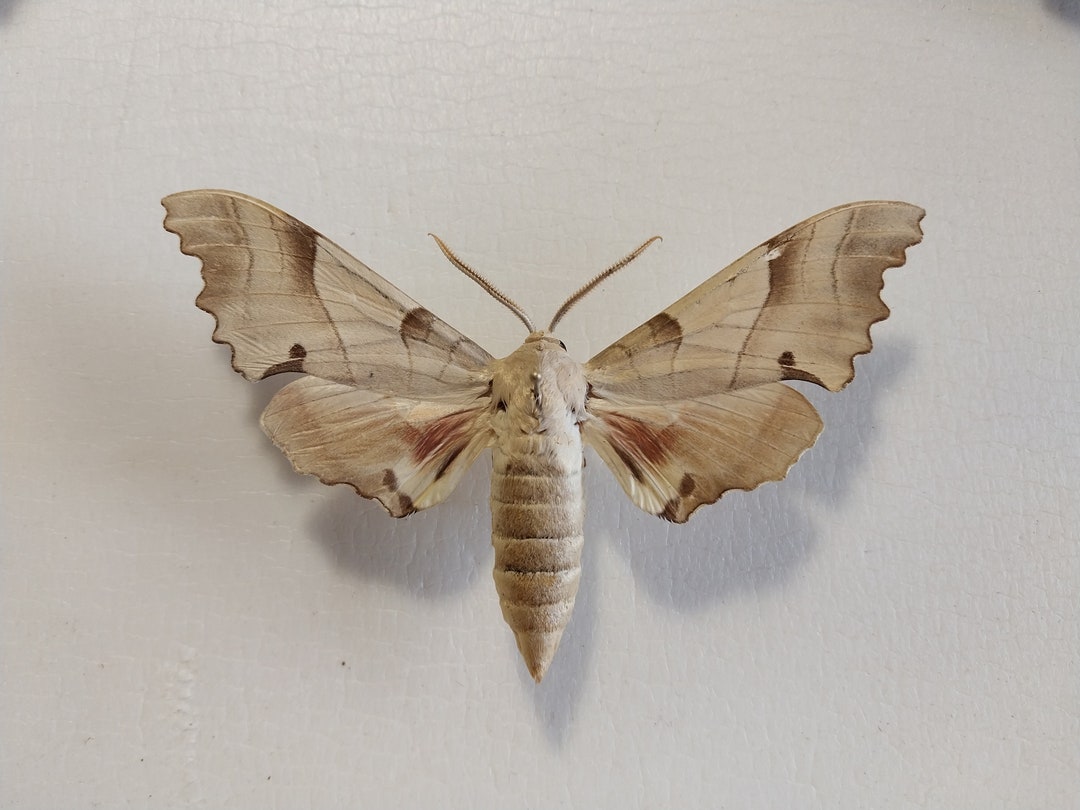 Marumba Quercus Male 95 Mm, Dry Spread Mounted Marumba Quercus ...