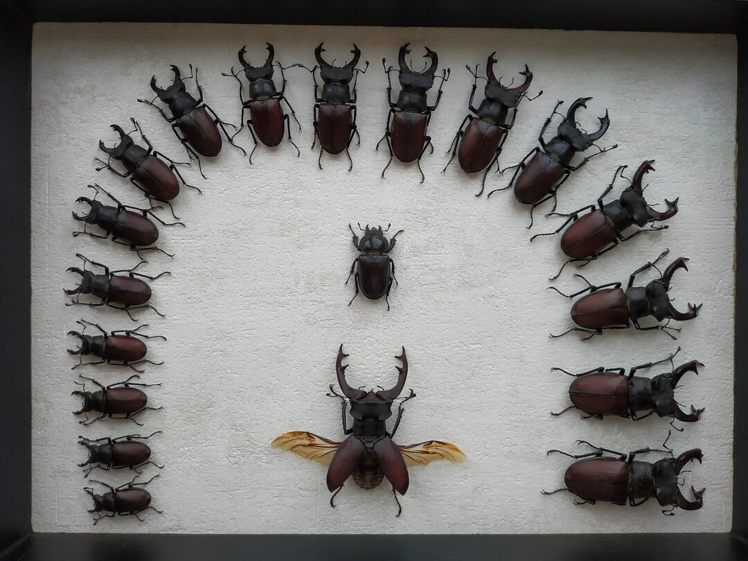 Lucanus Cervus, SET of 19 Beetles, Framed BIG Set of 19 Dry Mounted ...