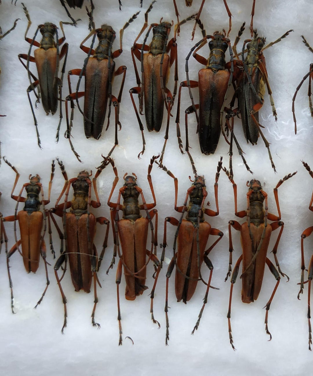 Stenocorus Meridianus, Cerambycidae Set of 10 Pcs., Real Dry Unspread ...