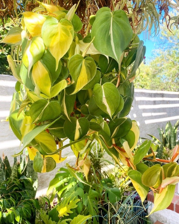 Brazilian Pothos philodendron Cutting - Etsy