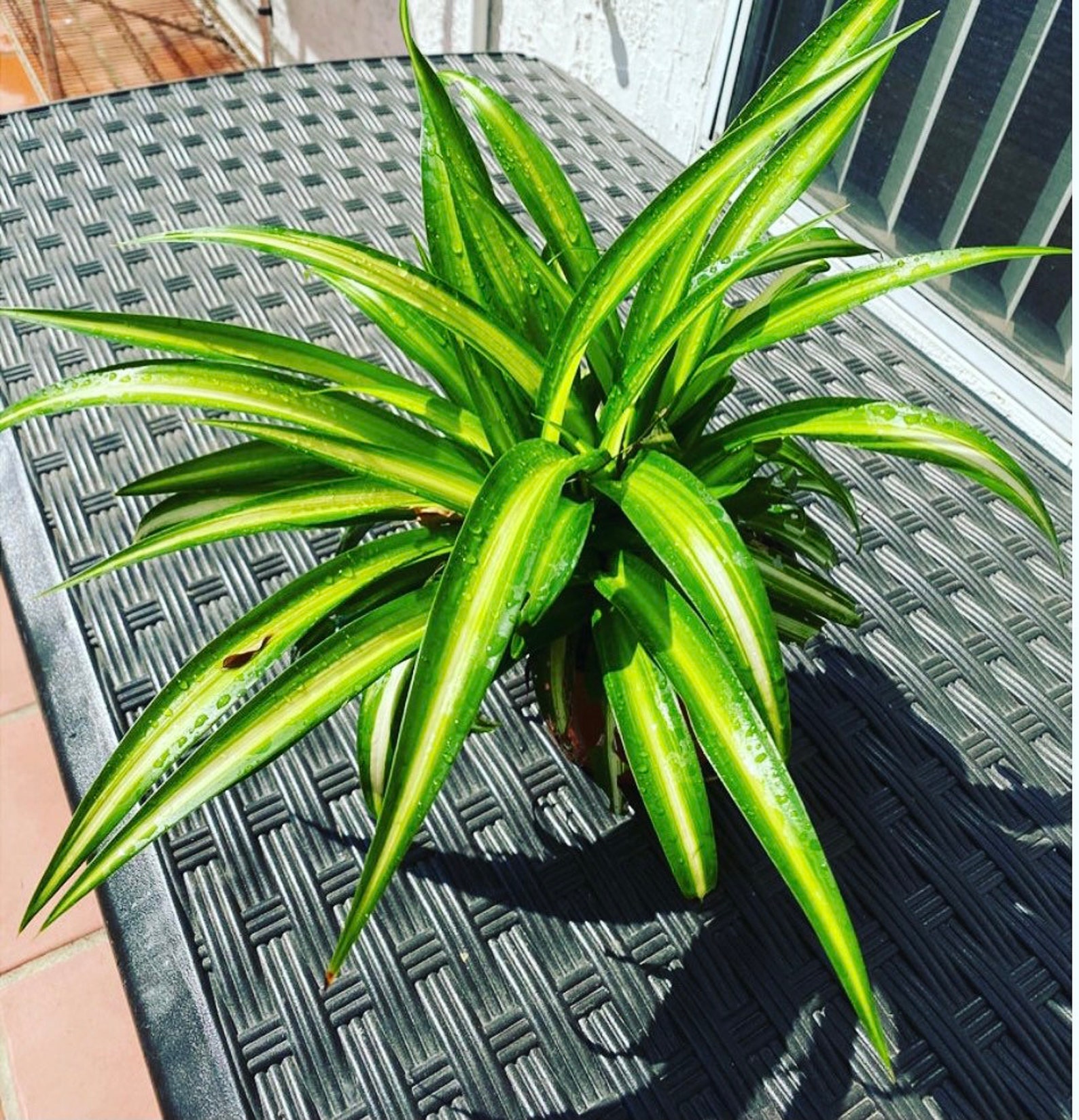 RARE Hawaiian Spider Plant All green very hard to find in | Etsy