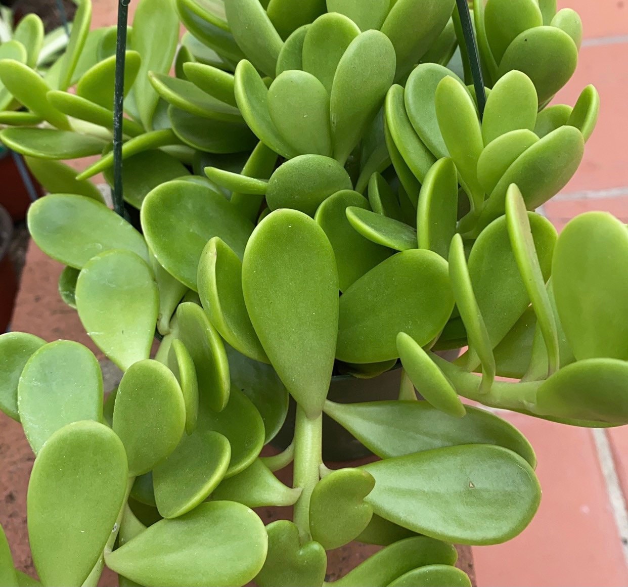 Trailing Jade weeping Jade Succulent Cutting - Etsy