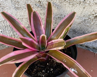 Fireball Bromeliad - Etsy
