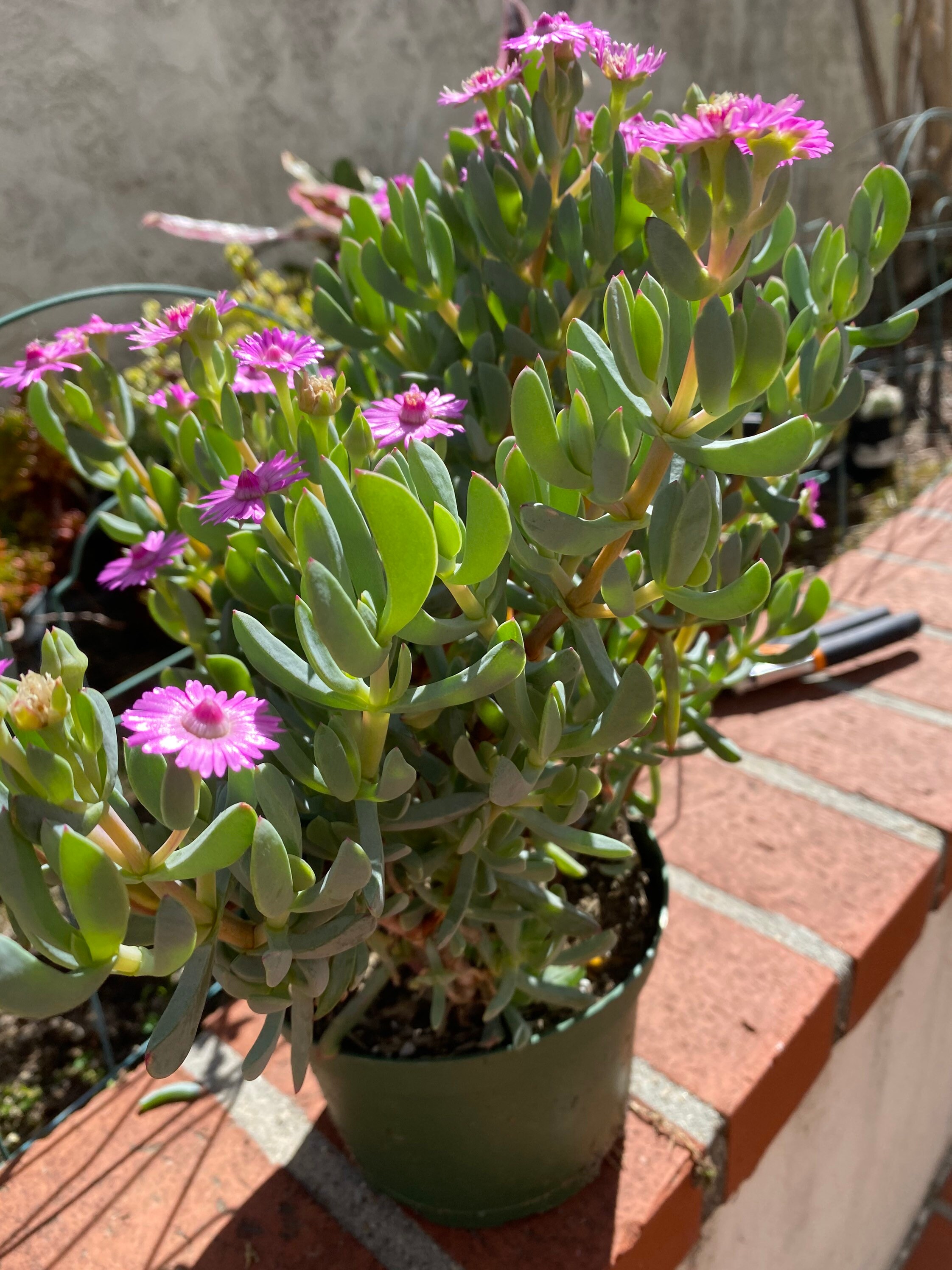Two Lampranthus Flowering Succulent Cuttings - Etsy