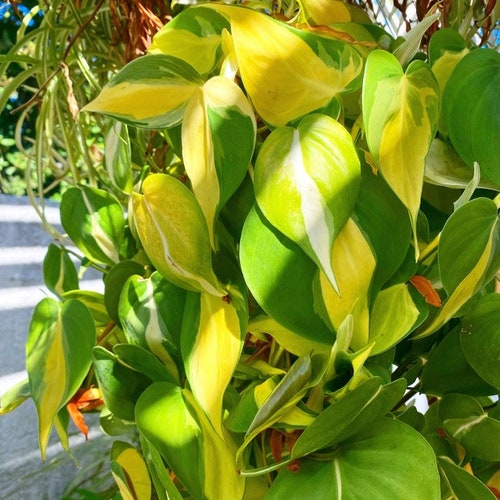 Brazilian Pothos philodendron Cutting - Etsy