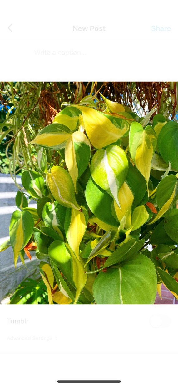 Brazilian Pothos philodendron Cutting - Etsy