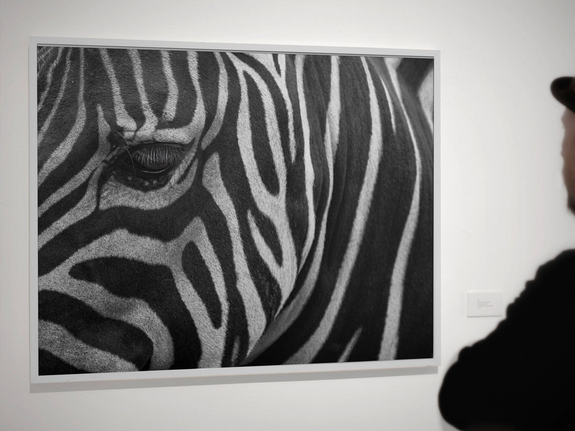 Zen Zebra Museum Quality Poster, Frameable Art, Wall Art, Wall Decor ...