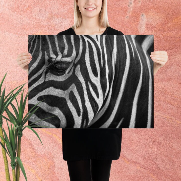 Zen Zebra Museum Quality Poster, Frameable Art, Wall Art, Wall Decor ...