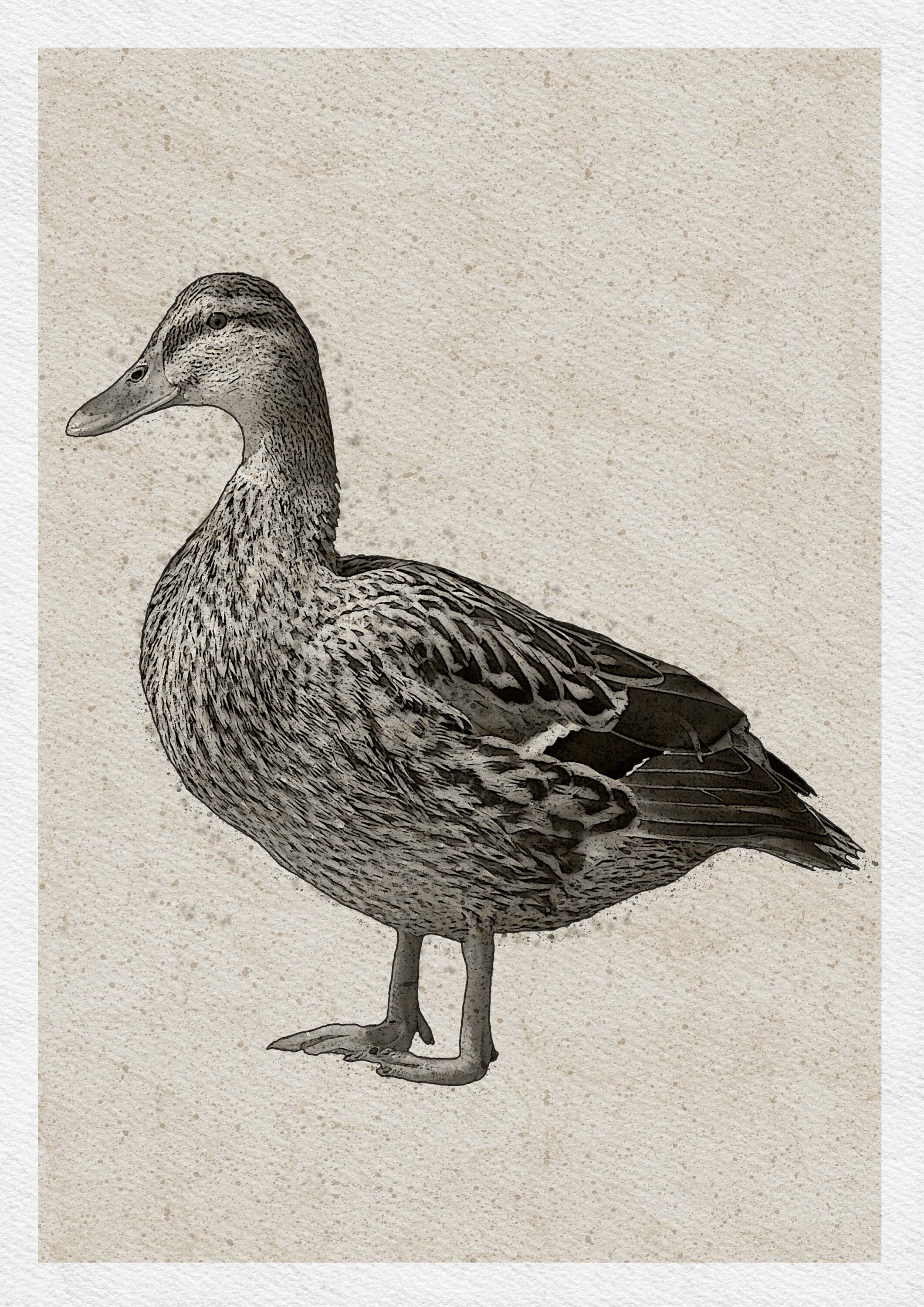 Vintage style mallard duck prints print set or single male | Etsy