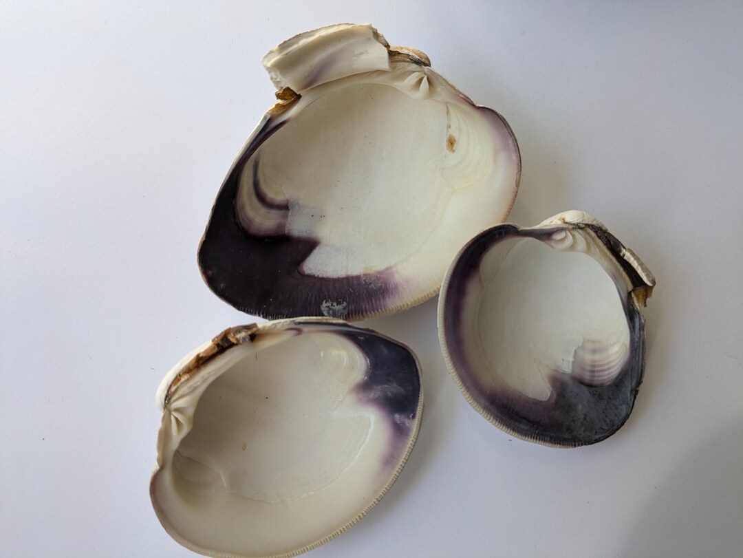 Wampum Quahog Shells - Etsy