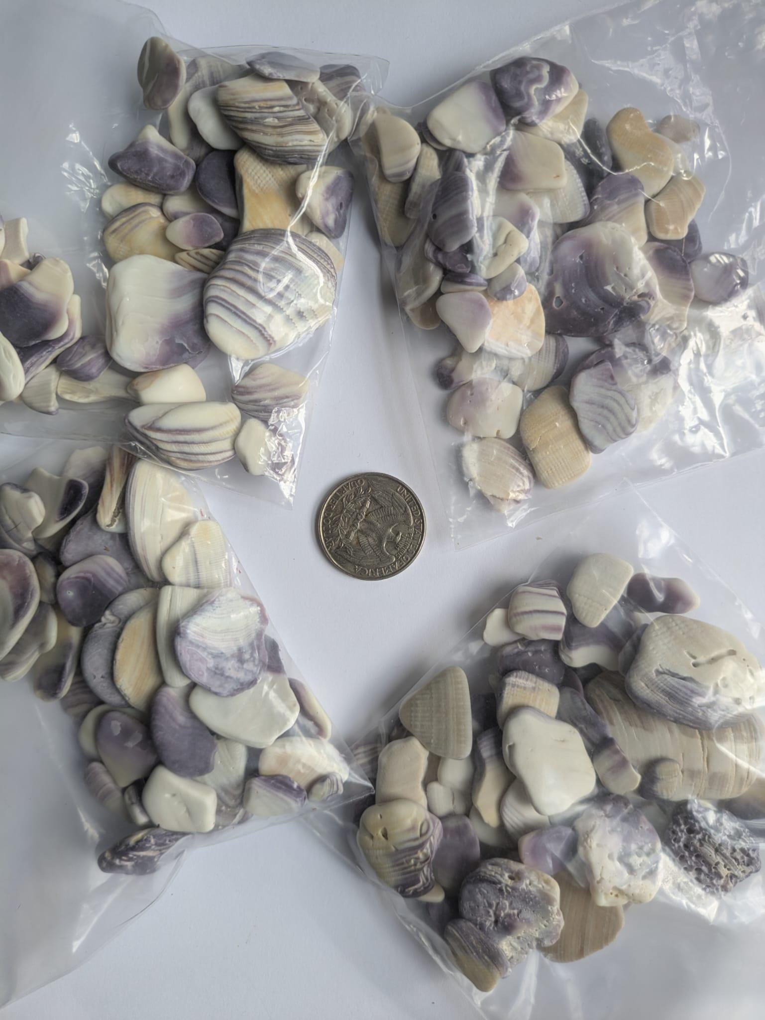 Wampum Quahog Shell Pieces - Etsy
