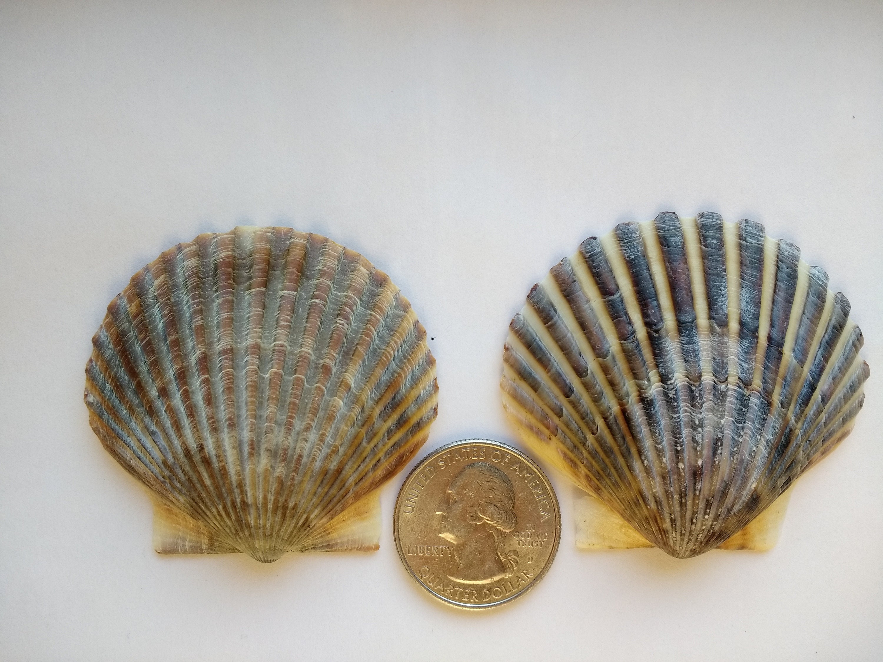 A Pair of Grey Scallop Shells | Etsy