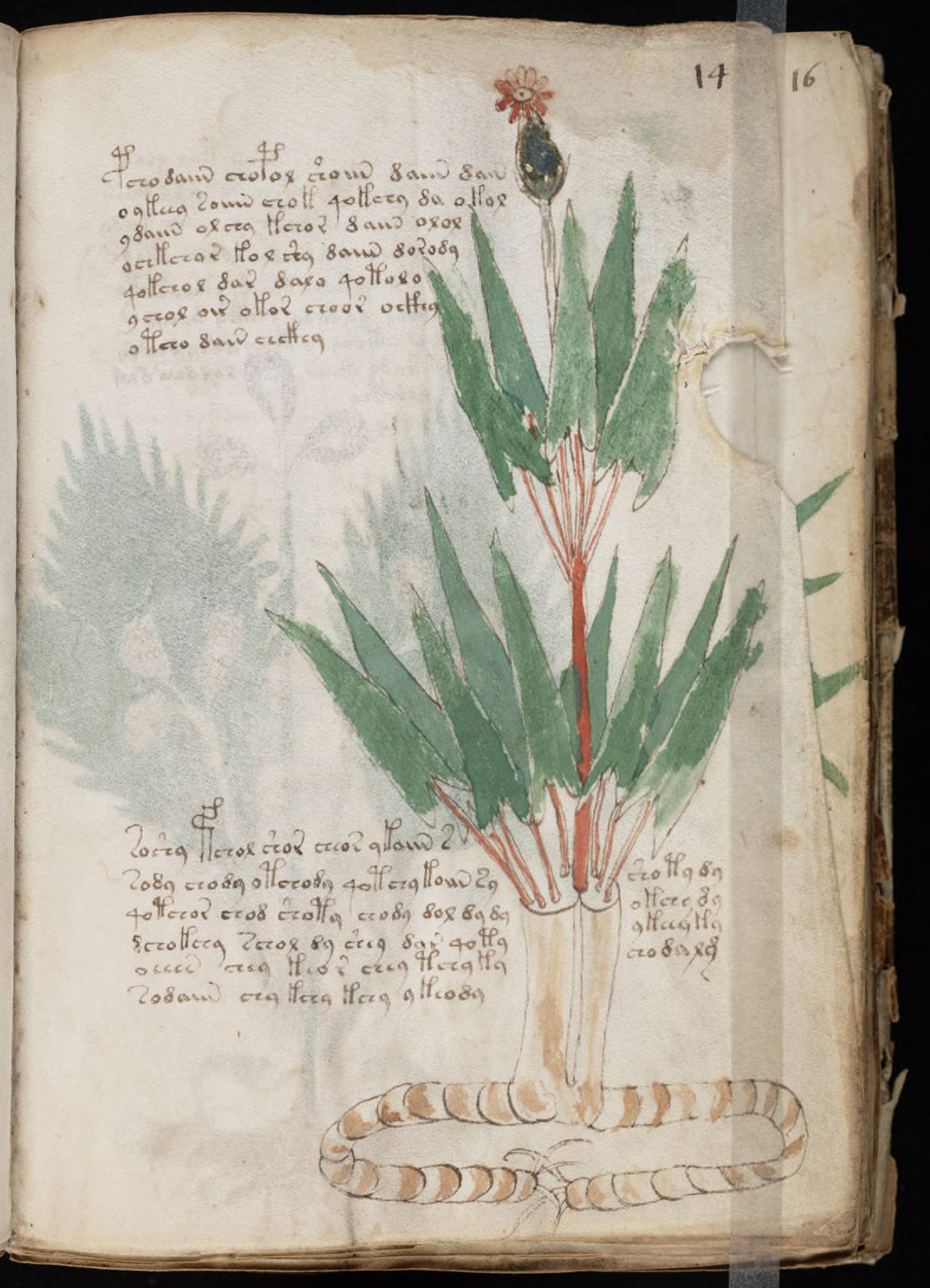 MAGICAL VOYNICH MANUSCRIPT - World's Most Famous Undeciphered Book ...