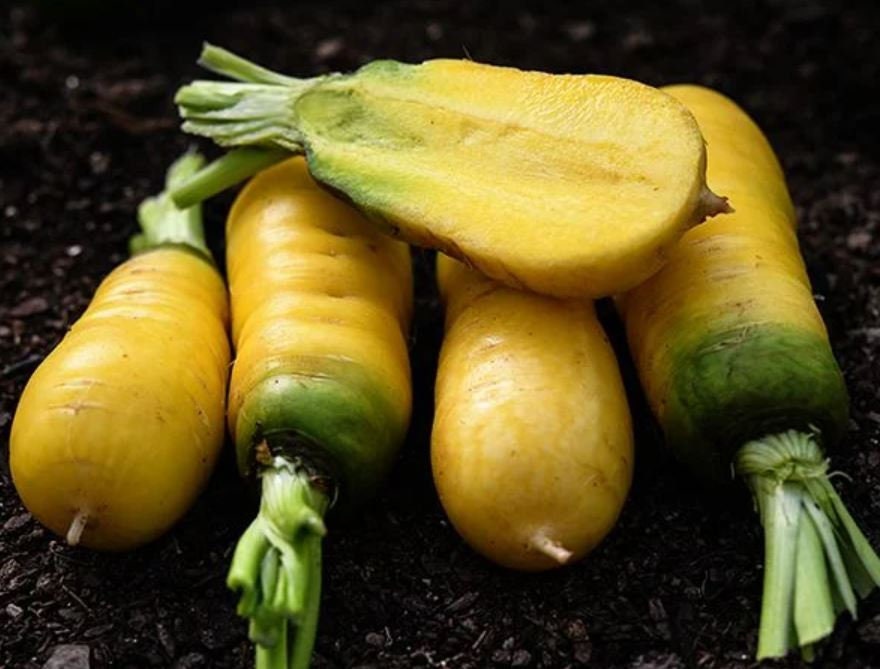Uzbek Golden Carrot Days To Harvest at Melinda Hawthorne blog