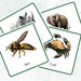 COMPLETE PACK CARDS of Animal in English and Spanish - Etsy