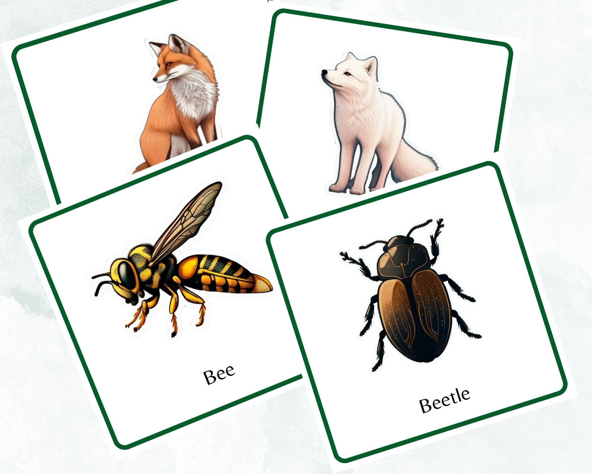 COMPLETE PACK CARDS of Animal in English and Spanish - Etsy