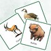 COMPLETE PACK CARDS of Animal in English and Spanish - Etsy