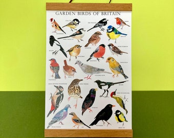 British Garden Birds A3 Identification Poster, Wildlife Chart, Nature ...