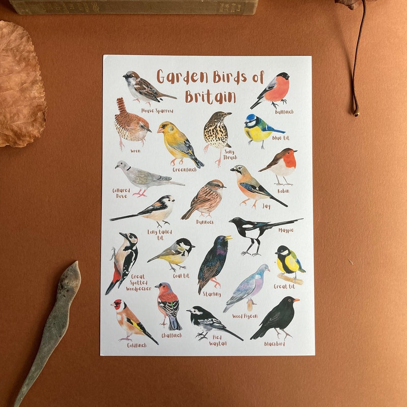 British Birds Poster - Etsy UK