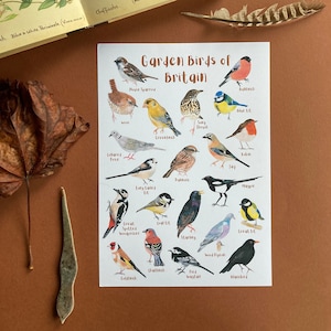 British Garden Birds Identification Chart - Wildlife Poster - Nature ...