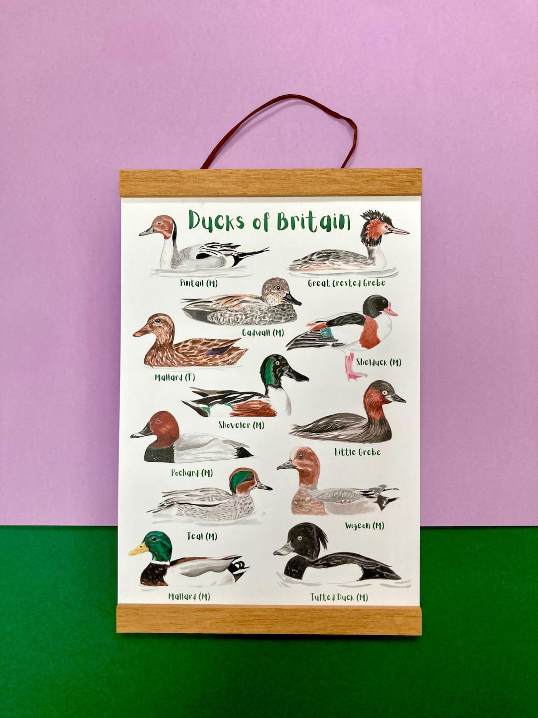 Ducks of Britain Print - Wild Fowl - Bird Identification Poster - Etsy UK