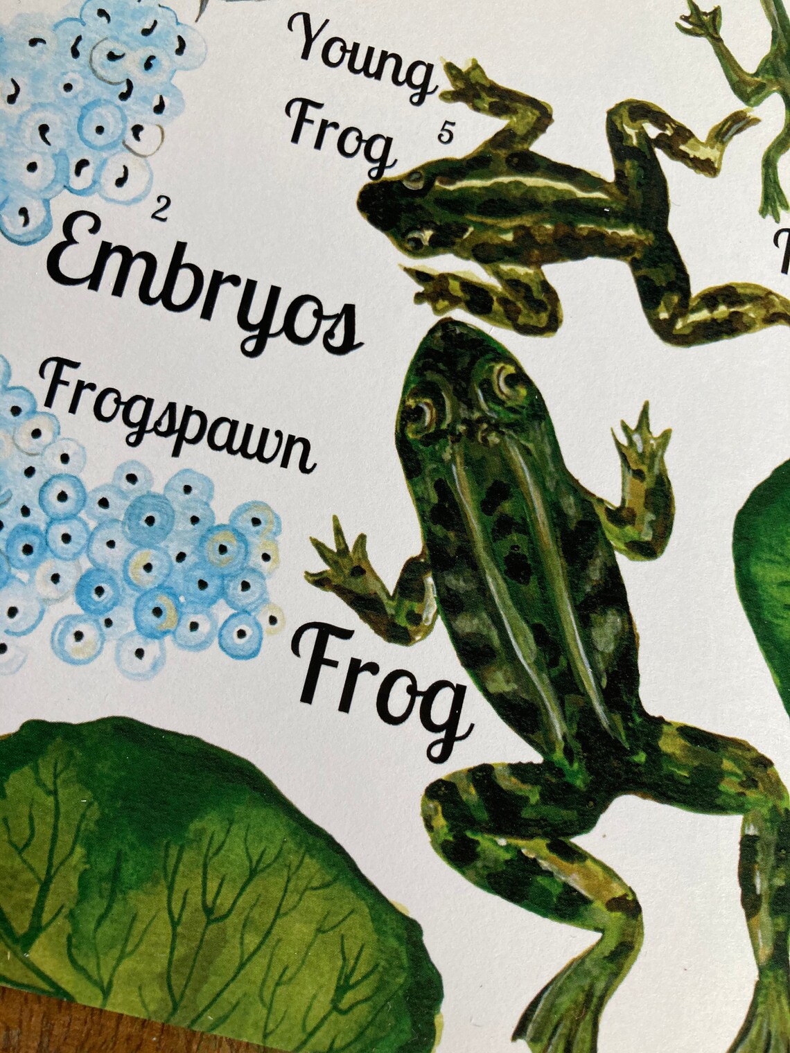 Bee Frog Butterfly Ladybird Life Cycle Nature Print | Etsy