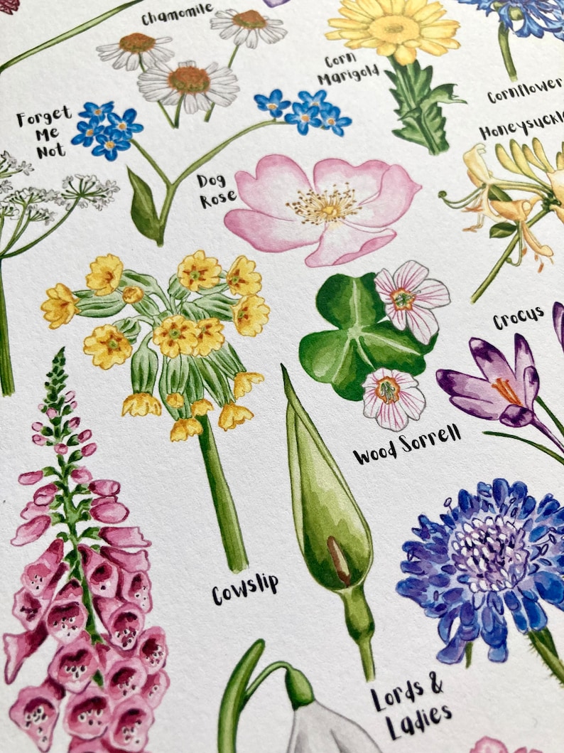 Wildflowers of Britain Art Print - A4 Botanical Wildflower Poster - Etsy UK