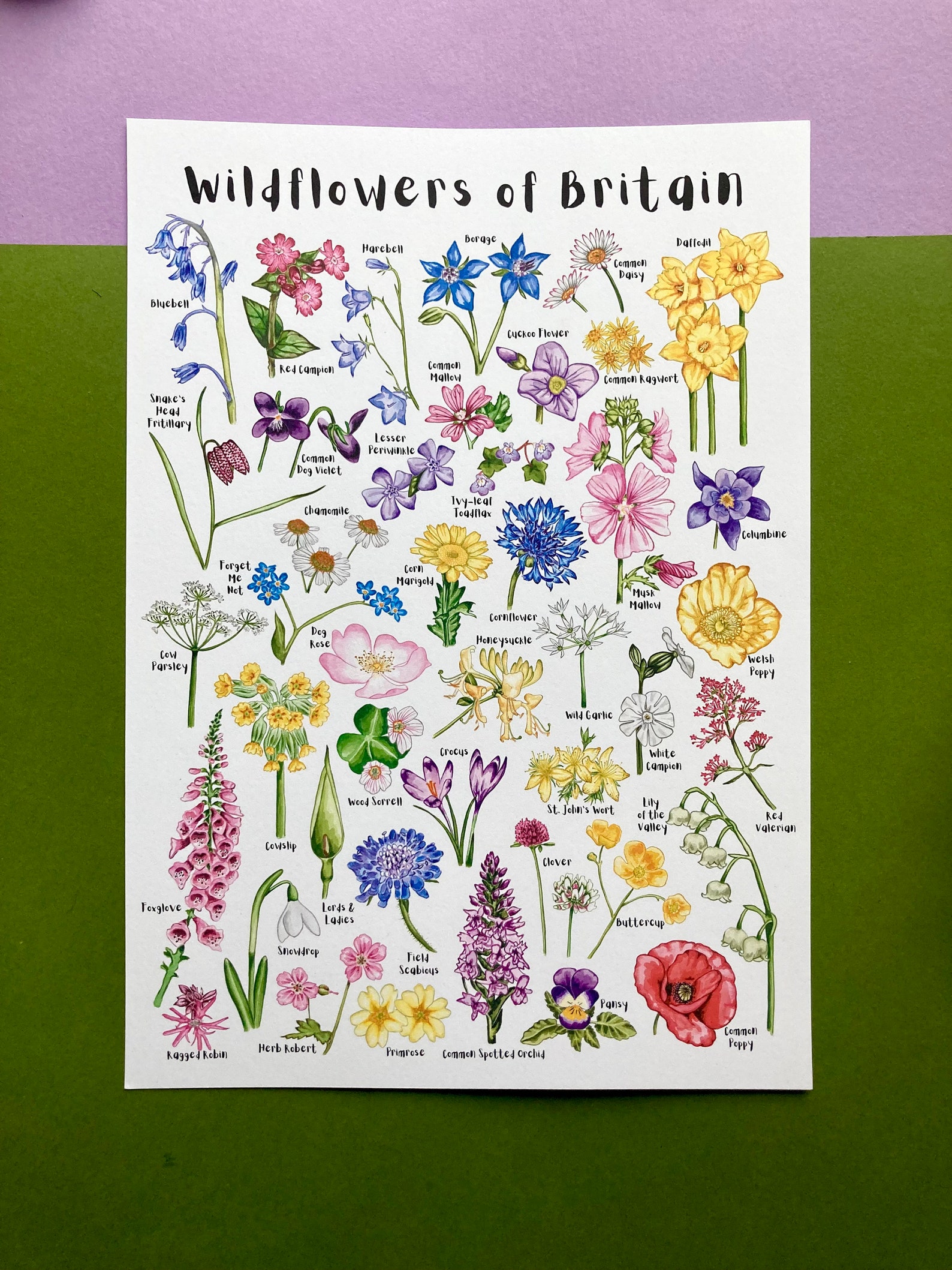 Wildflowers of Britain Art Print - A4 Botanical Wildflower Poster - Etsy UK