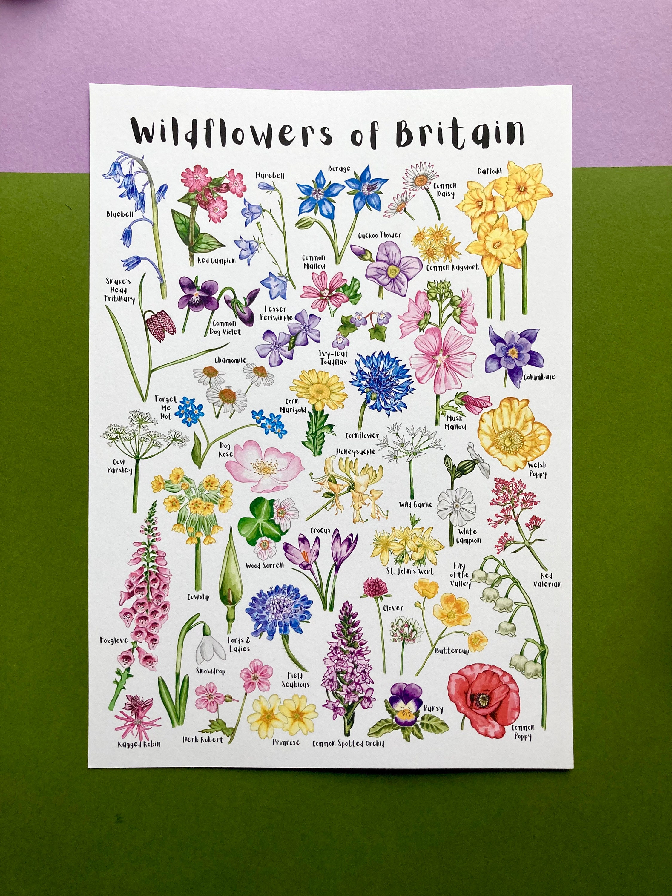 Wildflowers of Britain Art Print - A4 Botanical Wildflower Poster - Etsy UK