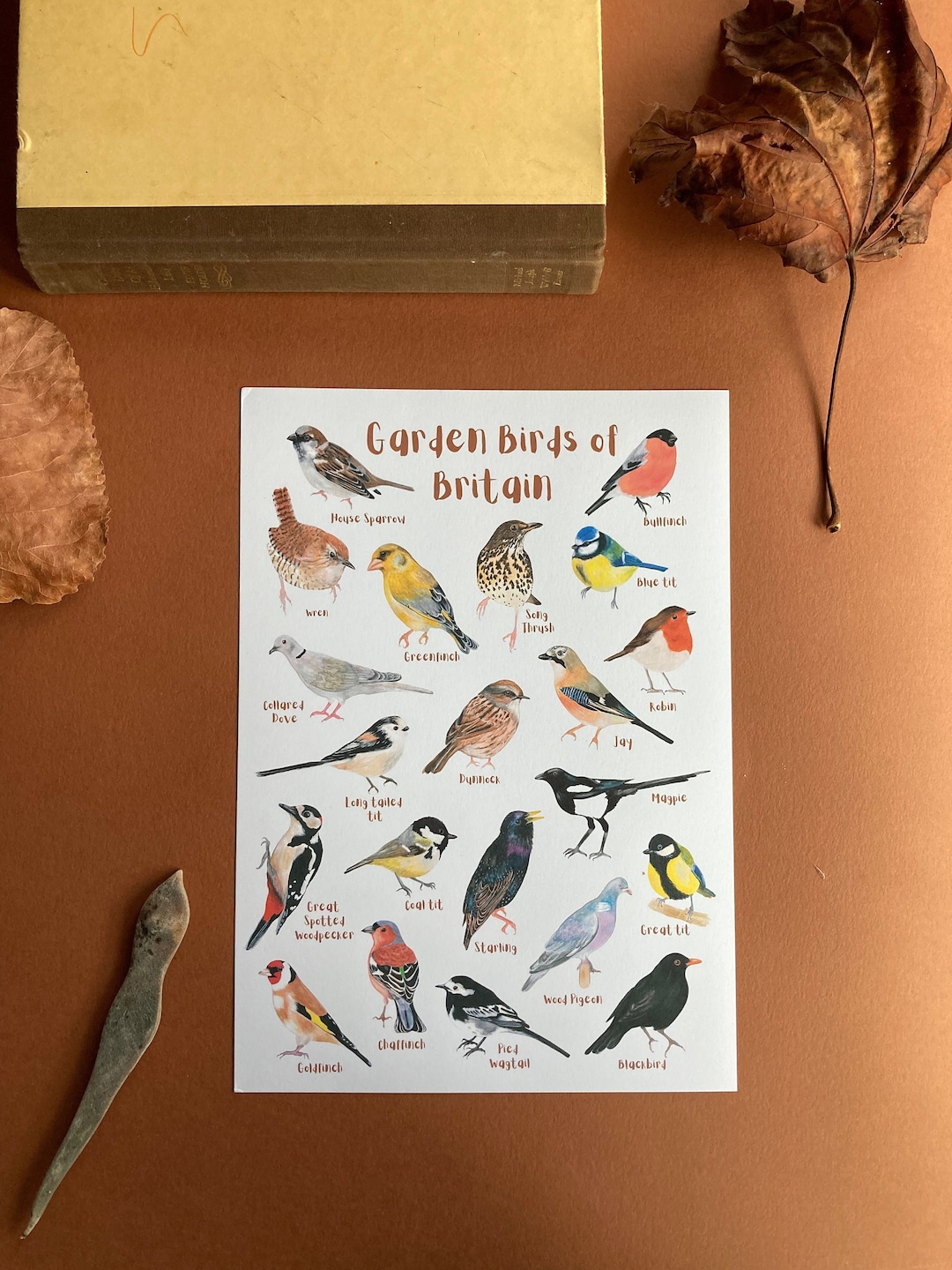 British Garden Birds Identification Chart - Wildlife Poster - Nature ...