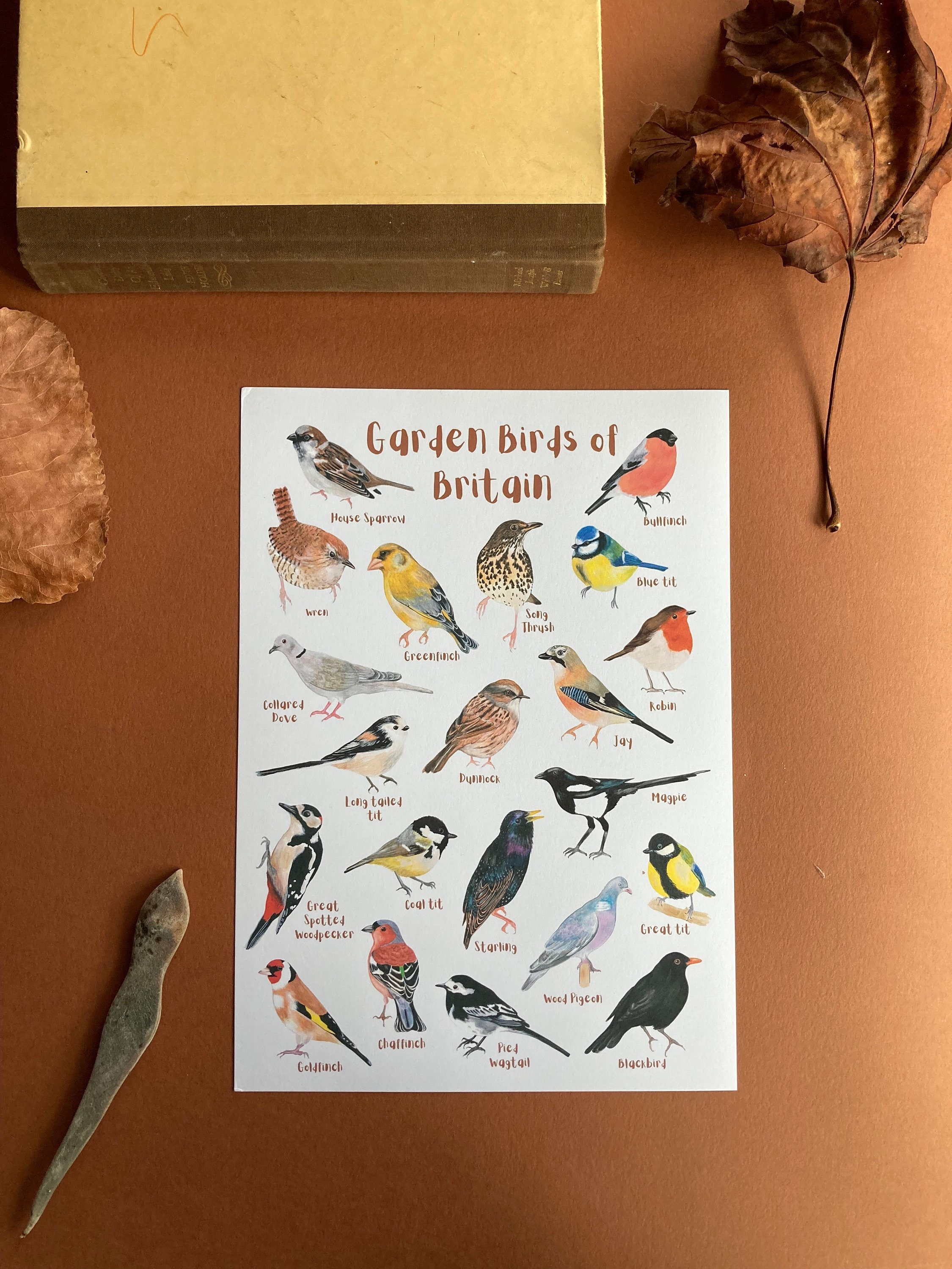 British Garden Birds Identification Chart Wildlife Poster - Etsy UK