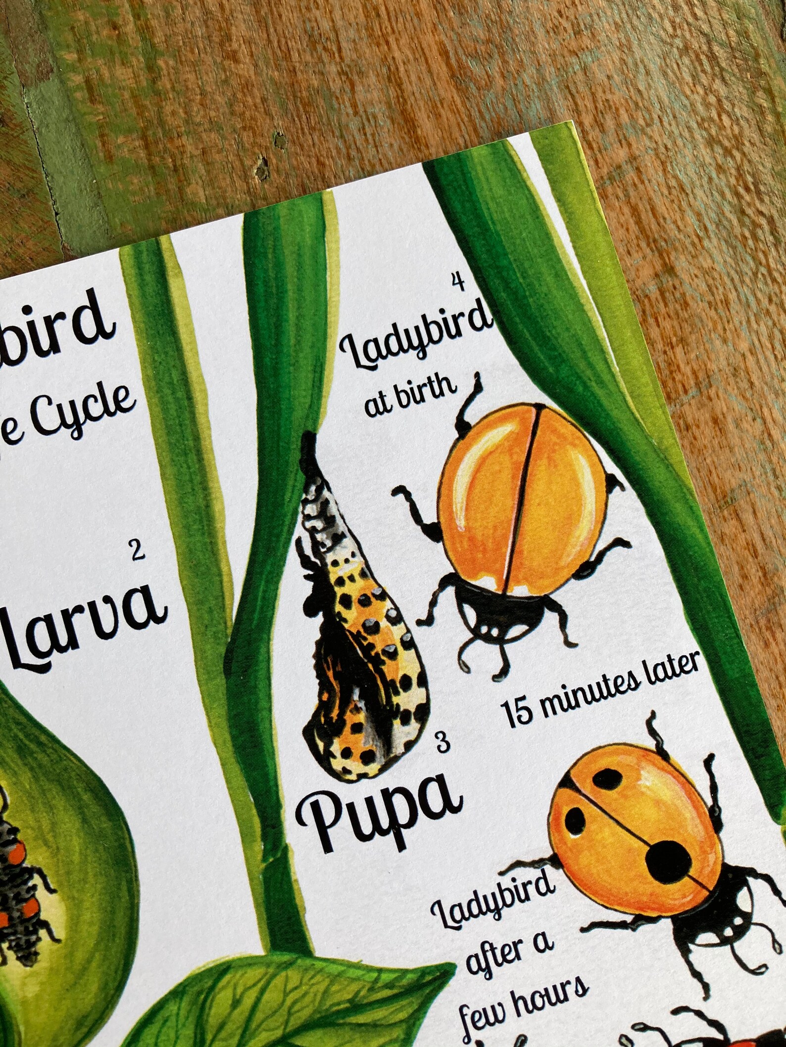 Bee Frog Butterfly Ladybird Life Cycle Nature Print | Etsy