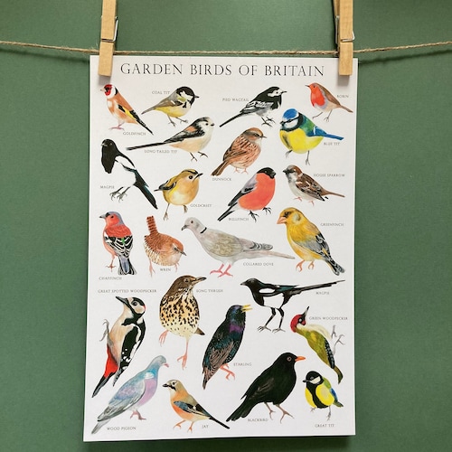 Garden Bird Identification Poster Print - Etsy