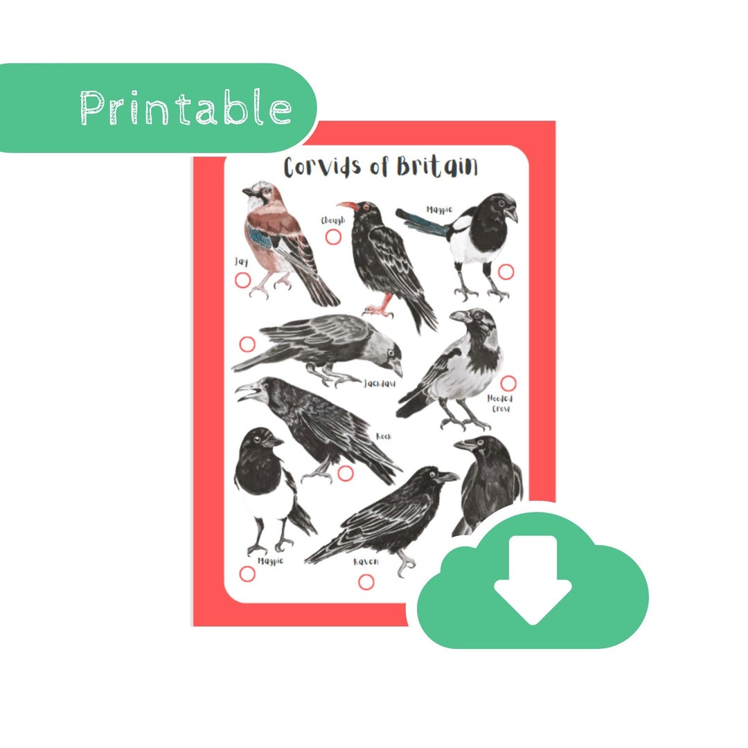 Corvids of Britain Identification Tick Sheet - Bird Spotting Wildlife ...